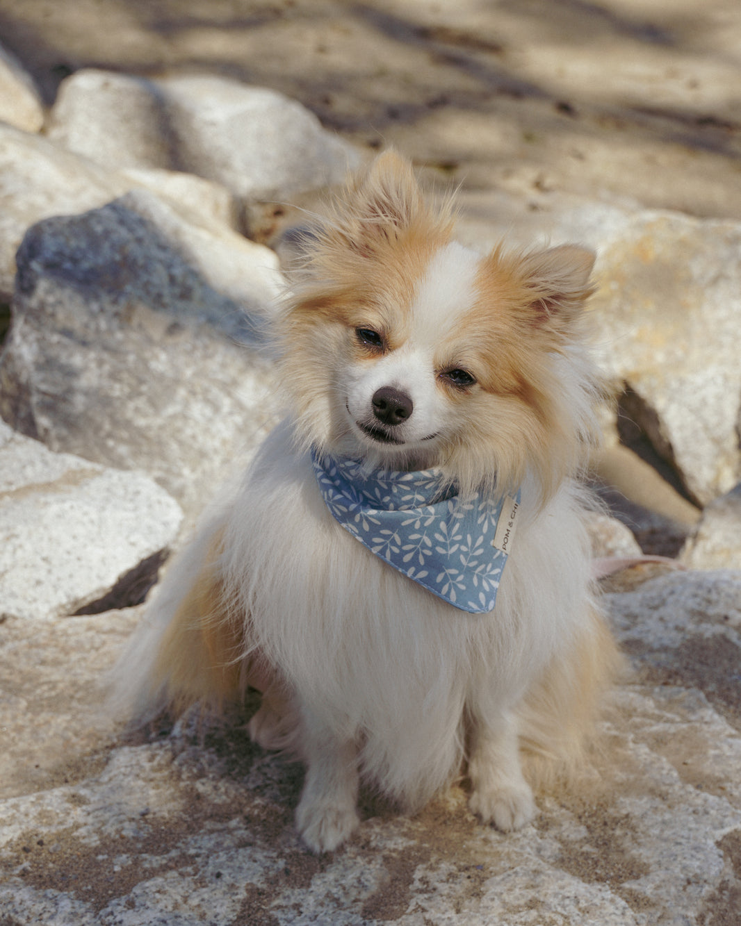 Zero Waste Small Dog Bandanas – Pom & Chi Pet Boutique
