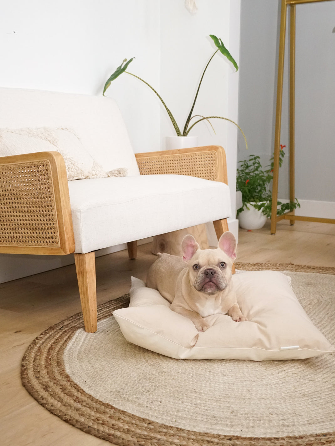 POM & CHI Brand Reps – Pom & Chi Pet Boutique